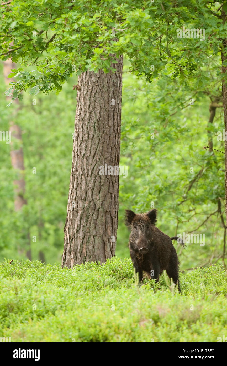 wild boar in front of oak tree Stock Photo - Alamy