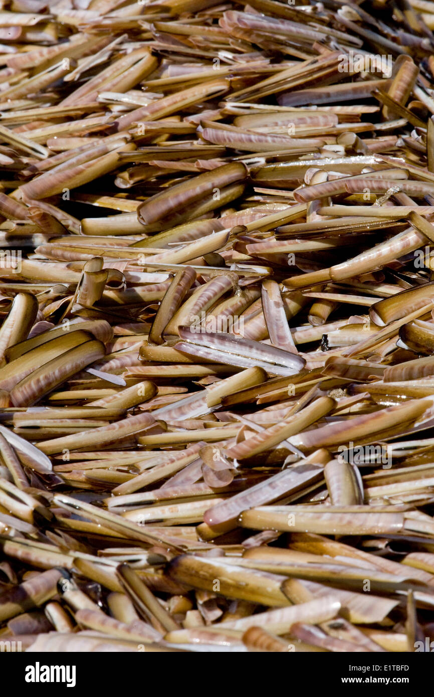 Razor shell ensis arcuatus hi-res stock photography and images - Alamy