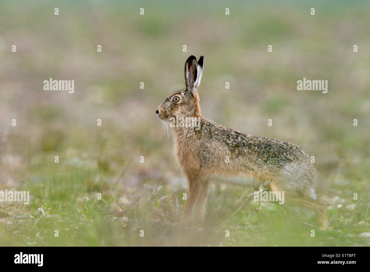 Cautious hi-res stock photography and images - Alamy