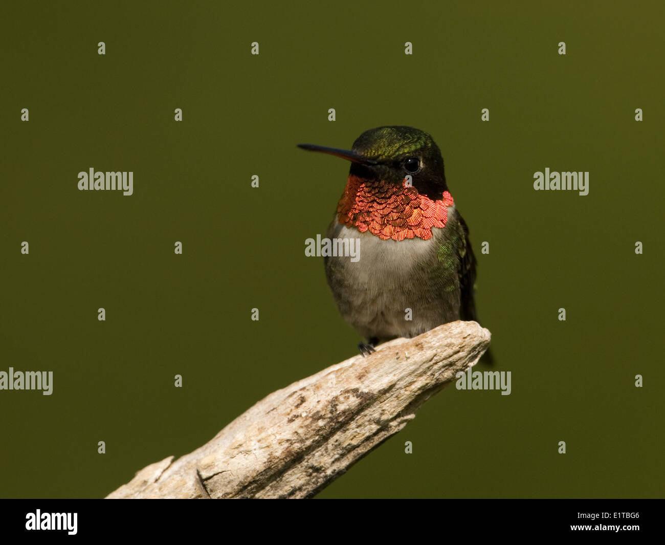 A Ruby-throated Hummingbird sitting on a branch Stock Photo - Alamy