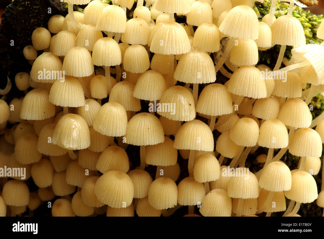 A group of Fairy inkcaps on a tree Stock Photo - Alamy