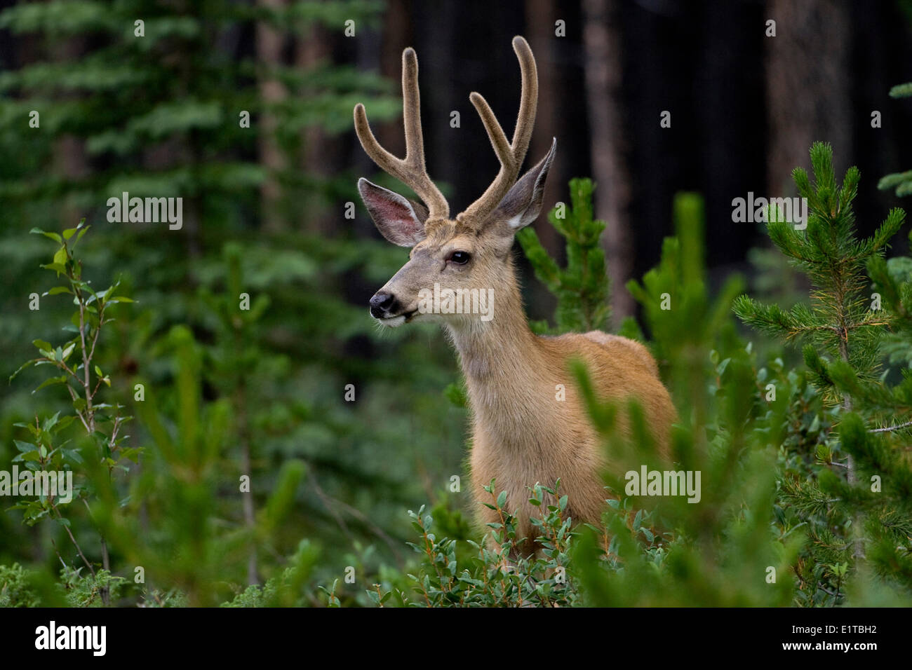 Mule deer jasper national park canada hi-res stock photography and ...
