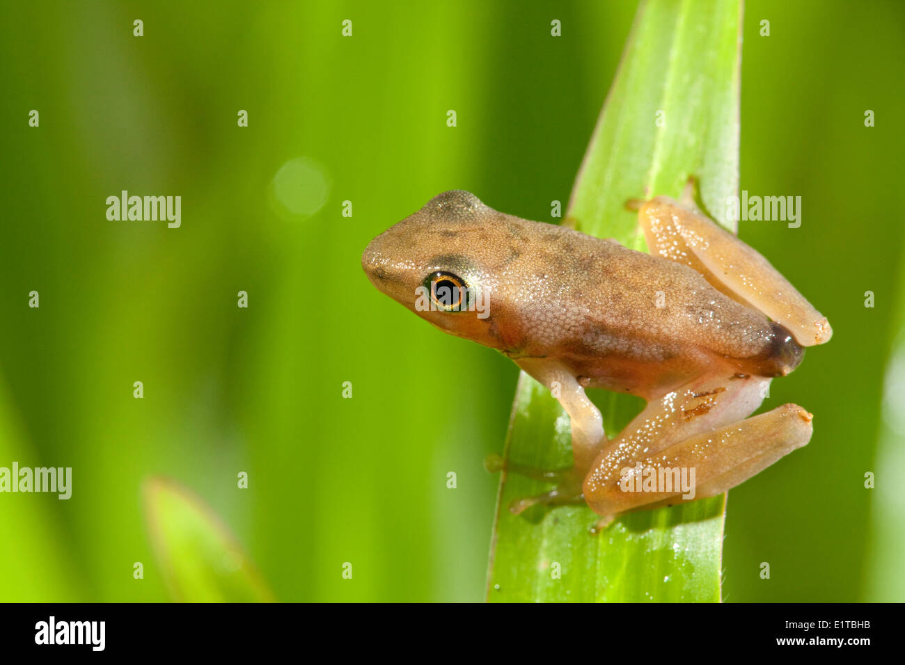 Common green frog hi-res stock photography and images - Alamy