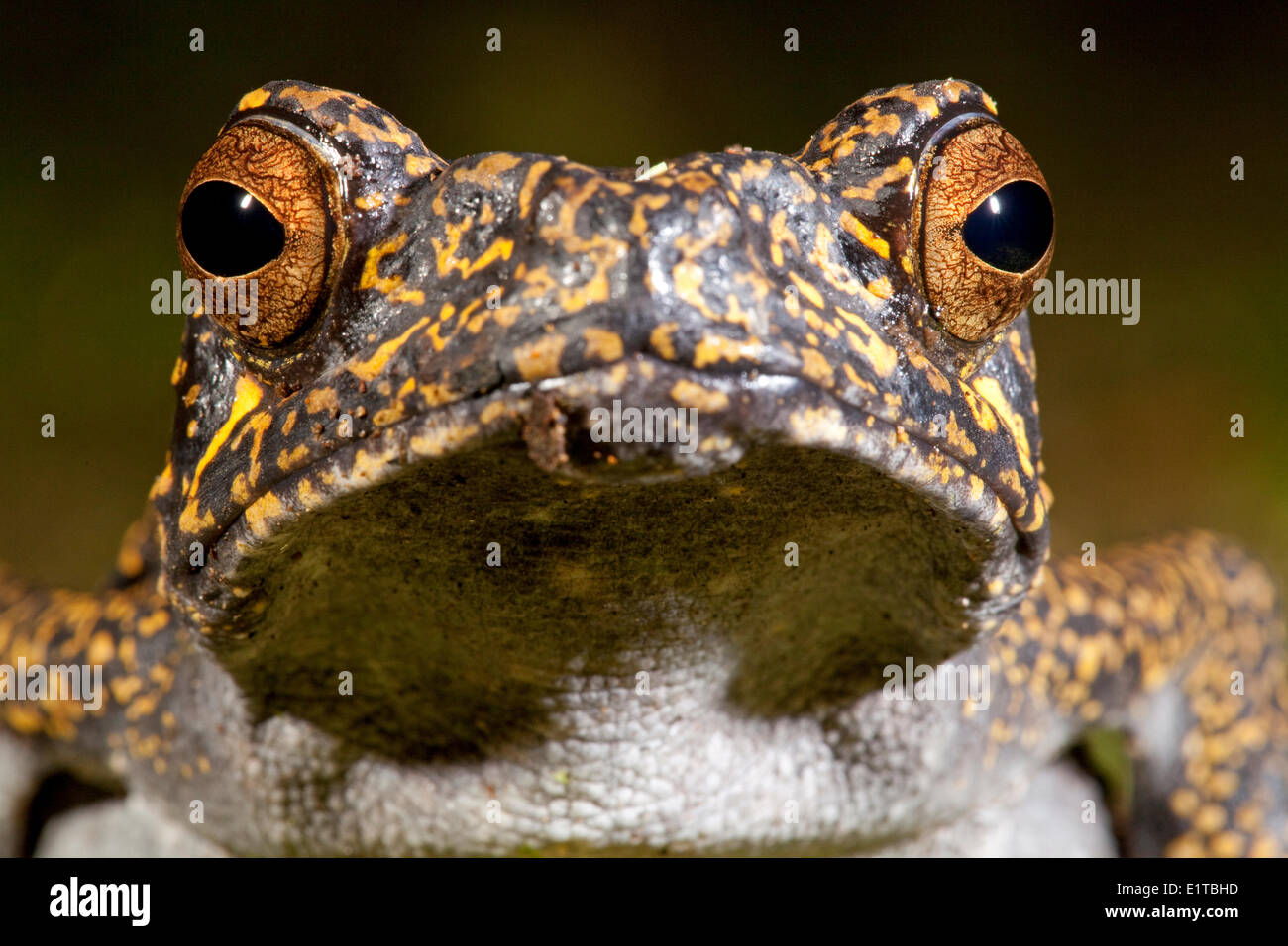 Brown coloured toad hi-res stock photography and images - Alamy