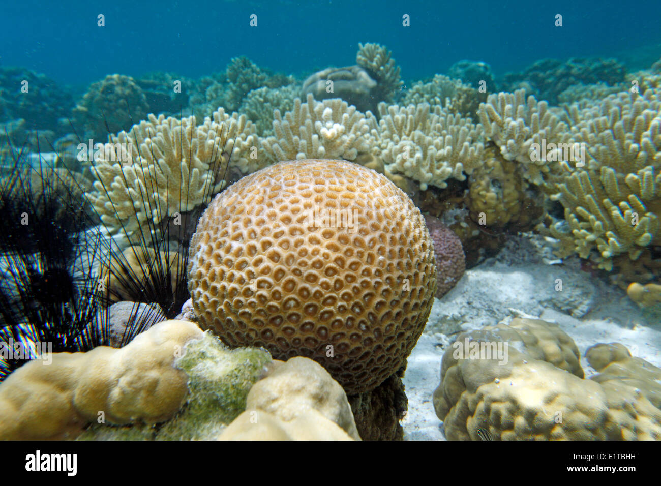 Into the reef hi-res stock photography and images - Alamy