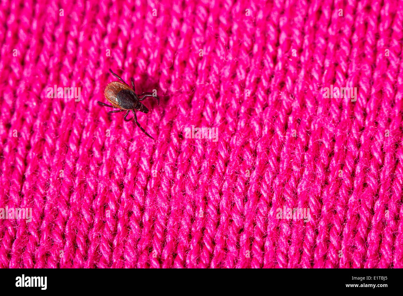 Tick - parasitic arachnid blood-sucking carrier of various diseases ...