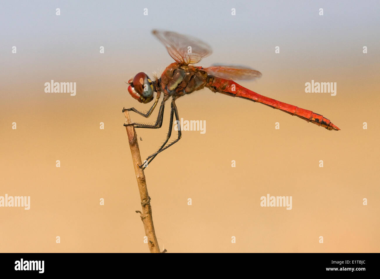 Red veined darter male hi-res stock photography and images - Alamy