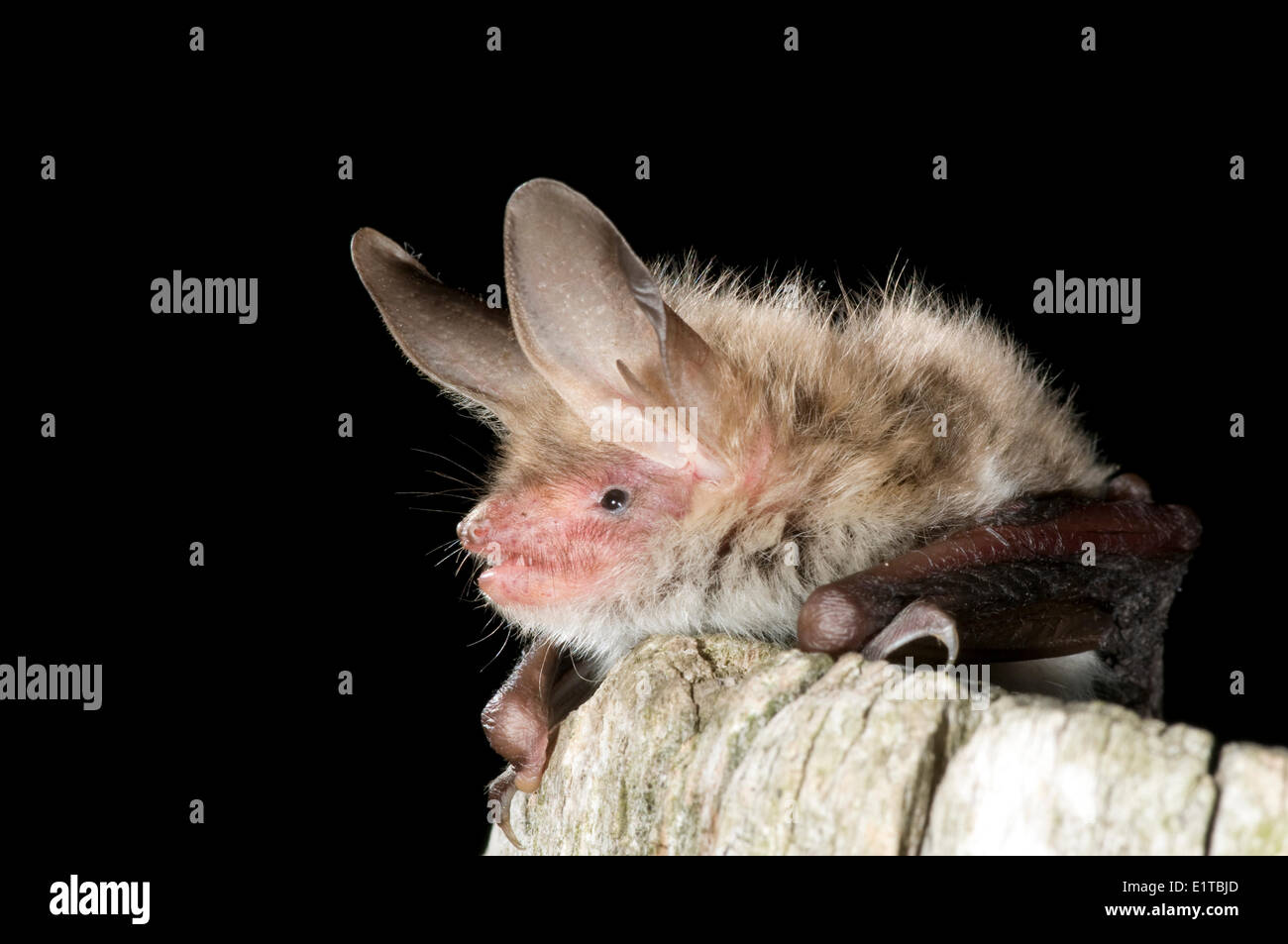 Bechstein’s bats hi-res stock photography and images - Alamy