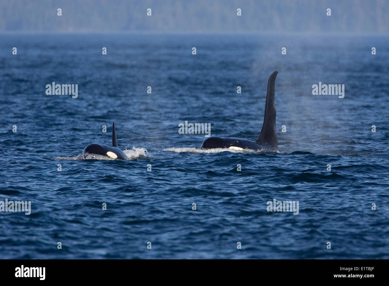 Orca, Orcinus orca Stock Photo - Alamy