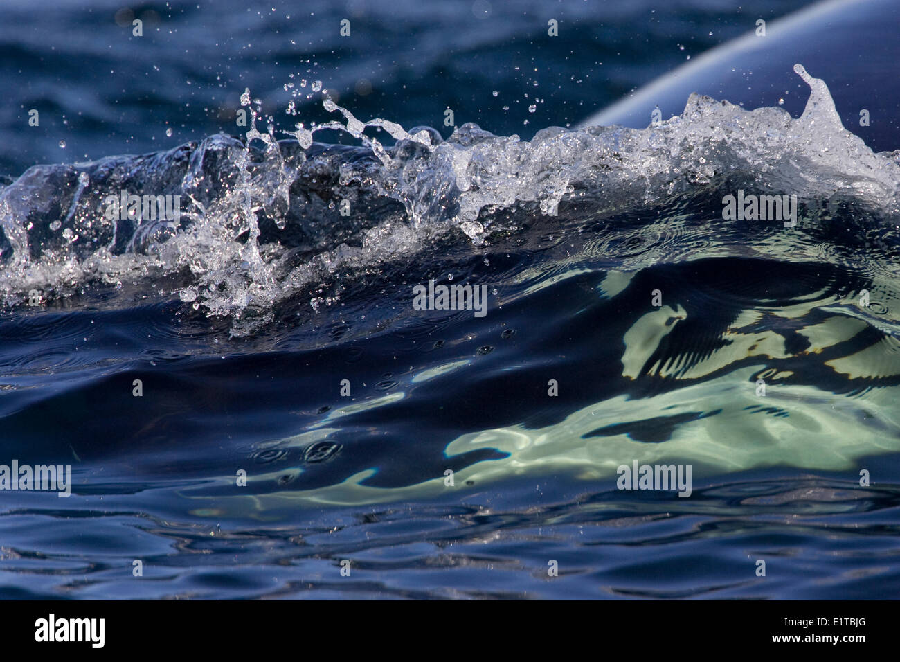 Orca diving, Orcinus orca Stock Photo - Alamy