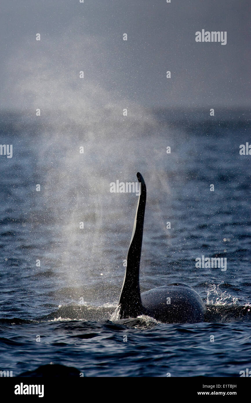 Orca, Orcinus orca Stock Photo - Alamy