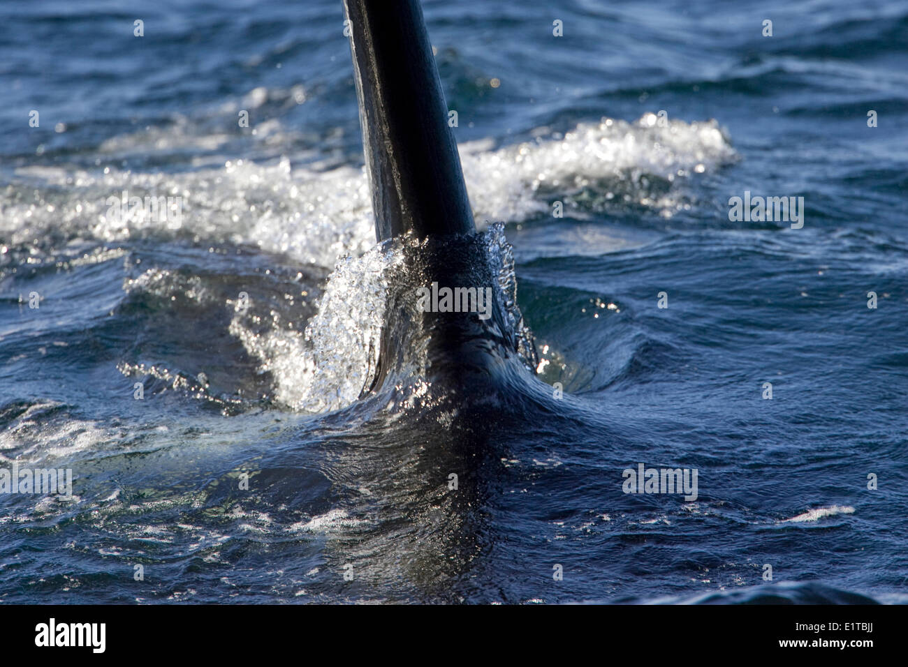 Orca, Orcinus orca Stock Photo - Alamy