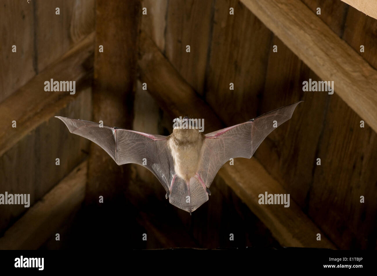 Serotine bat hi-res stock photography and images - Alamy