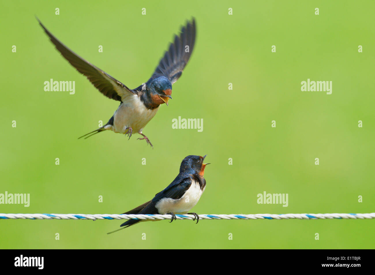 Two Barn Swallows Stock Photo Alamy