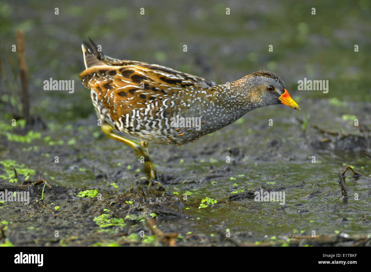 Spotted crake hi-res stock photography and images - Alamy