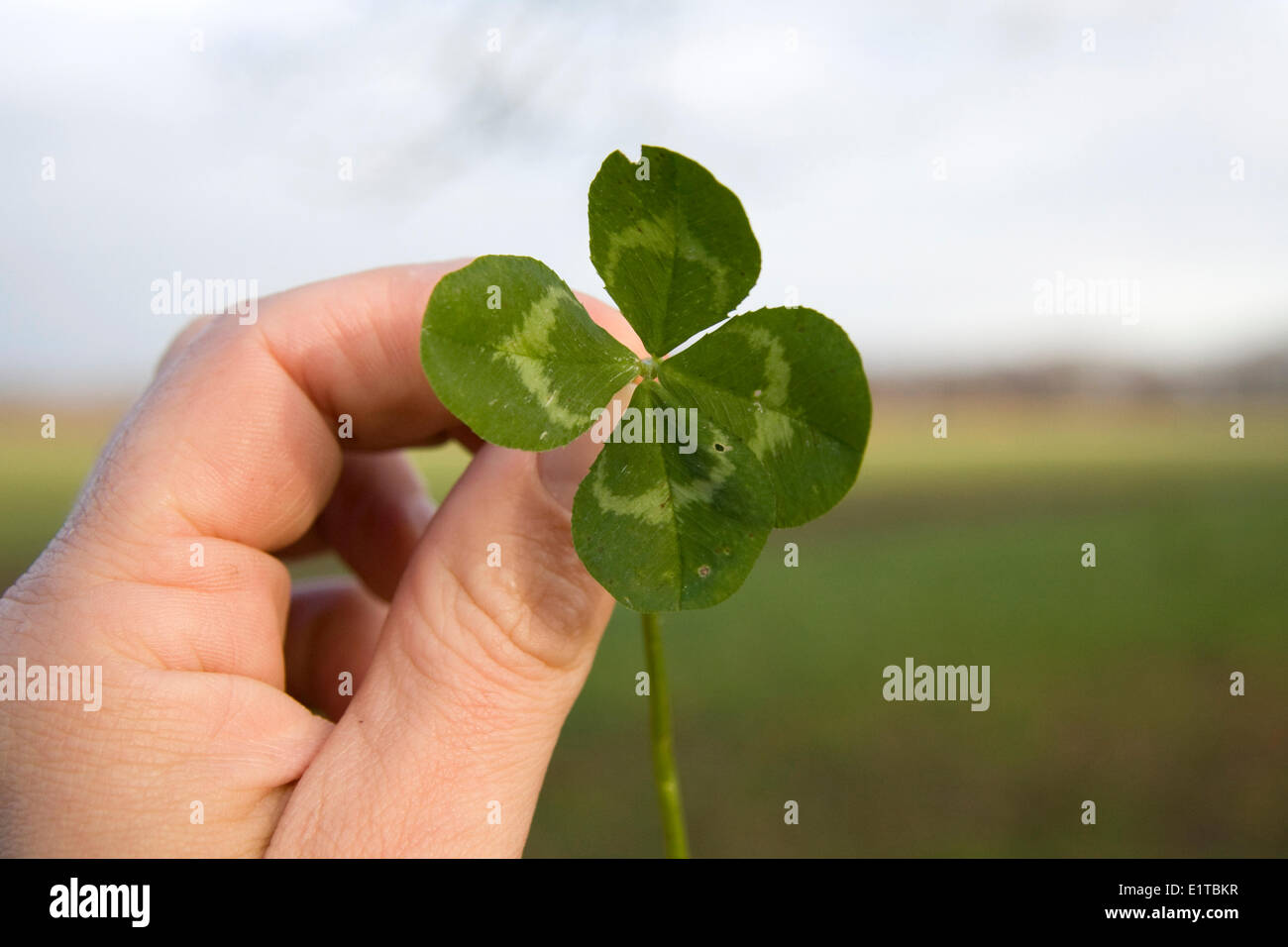 A hand holding a four-leaf clover Stock Photo - Alamy