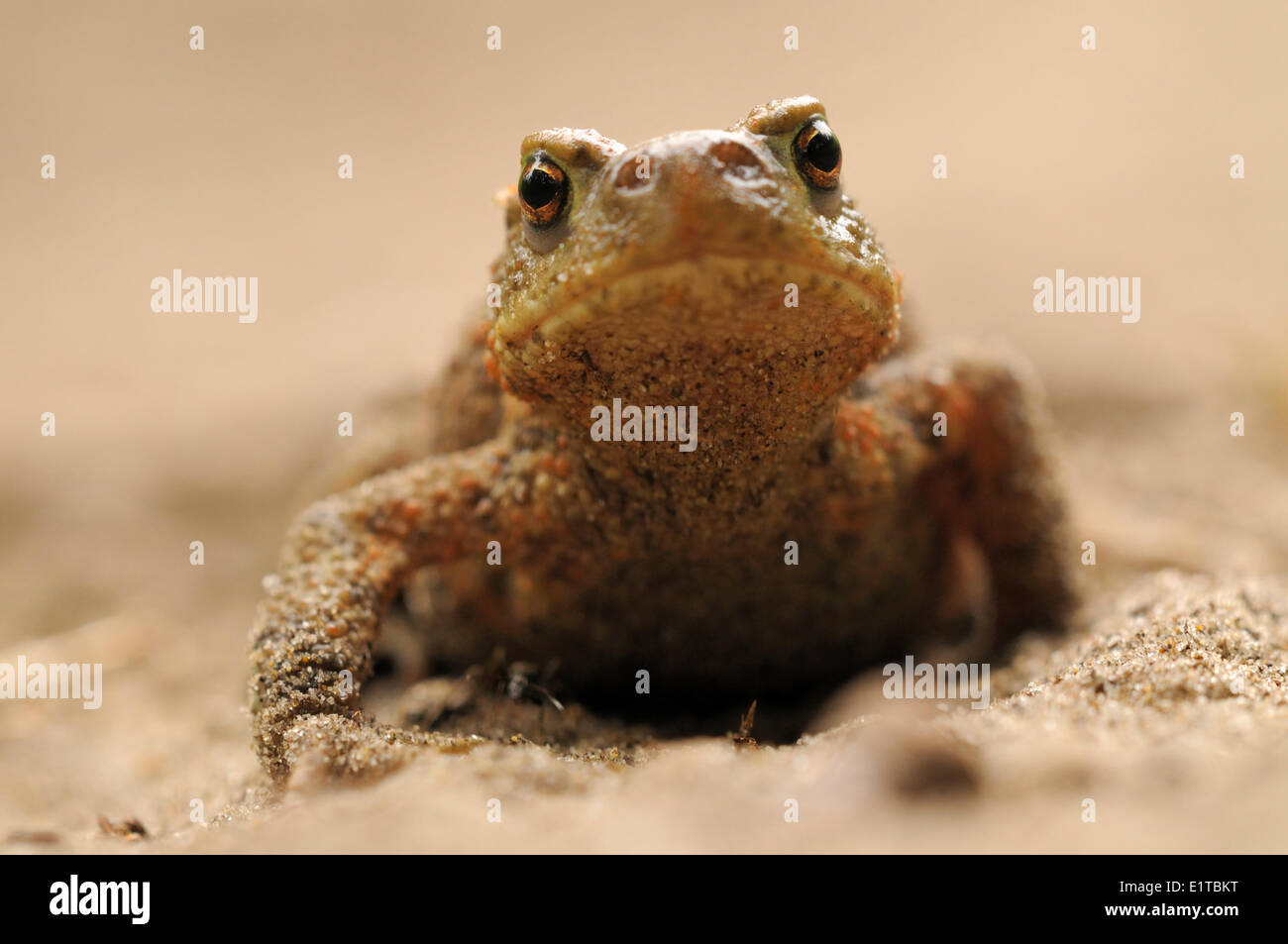 frontal view of common toad on sand Stock Photo - Alamy