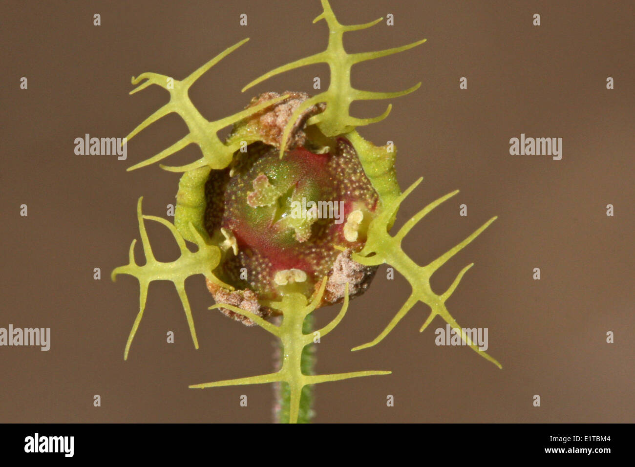 Mitella High Resolution Stock Photography and Images - Alamy