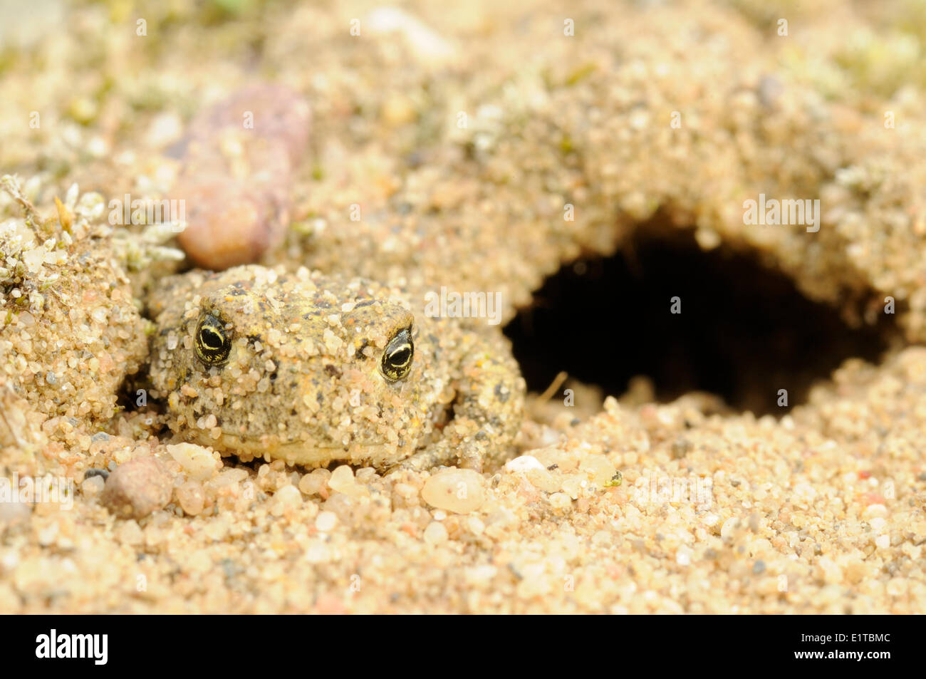 Dried toad hi-res stock photography and images - Alamy