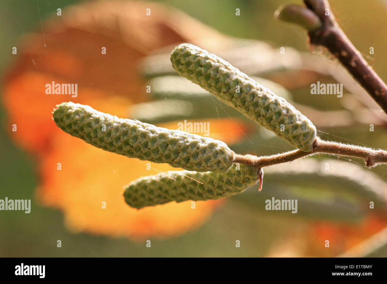 The Common Hazel (Corylus avellana) is a species of hazel native to ...