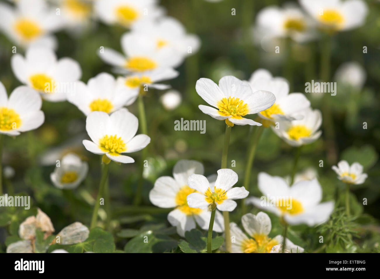 close-up of the flowers of common-water-crowfoot Stock Photo - Alamy