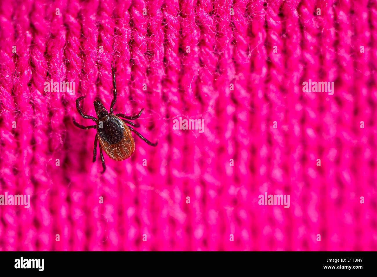Tick - parasitic arachnid blood-sucking carrier of various diseases ...