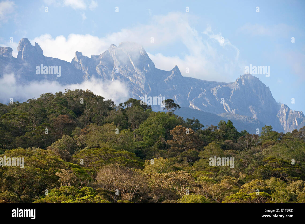 photo of Mount Kinabalu with on the foreground lowland rainforest Stock ...