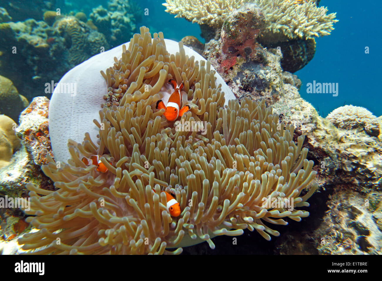 Finding Nemo Anemone High Resolution Stock Photography and Images - Alamy