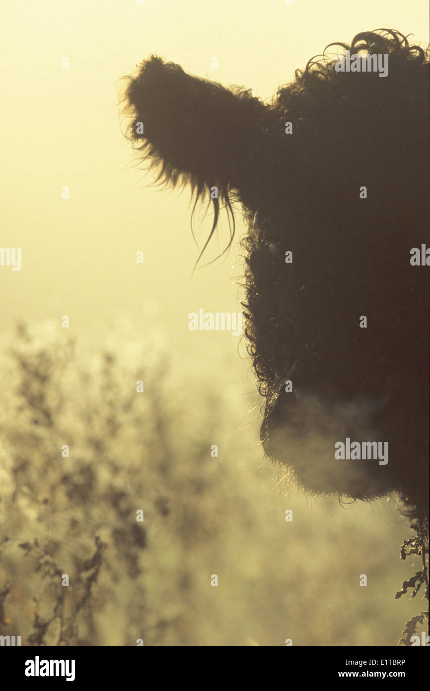 Bull head back hi-res stock photography and images - Alamy