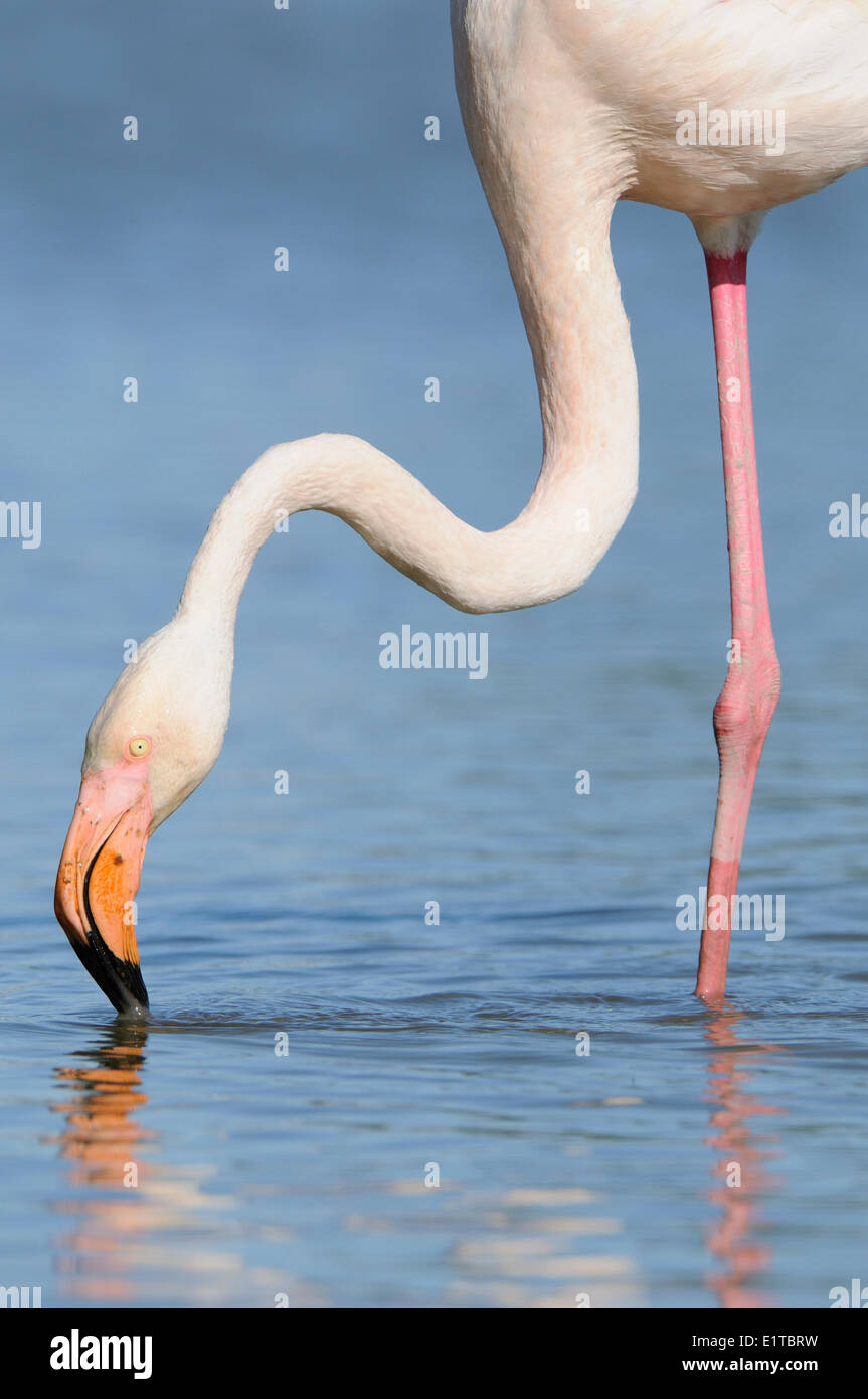 Foraging Greater Flamingo Stock Photo - Alamy