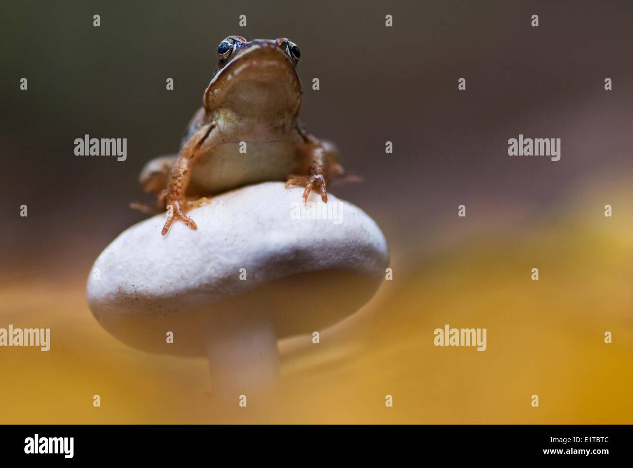 Toadstool frog hi-res stock photography and images - Alamy