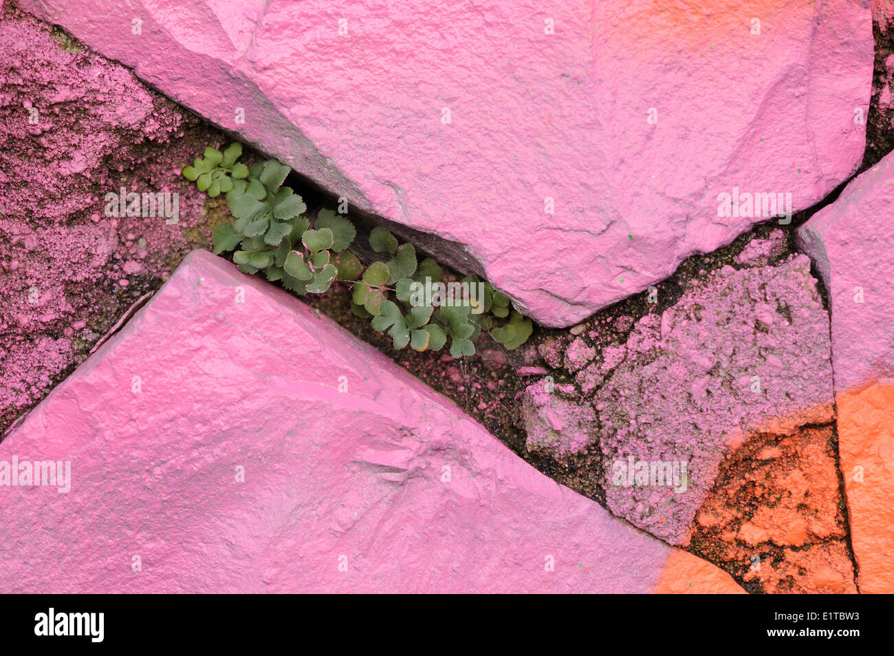 Pink paint wall hi-res stock photography and images - Alamy
