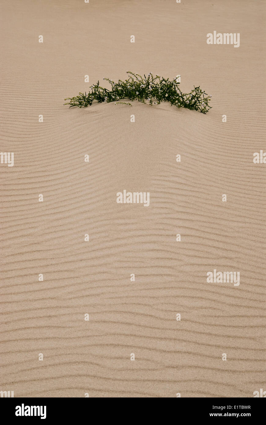 Vegetation patterns hi-res stock photography and images - Alamy