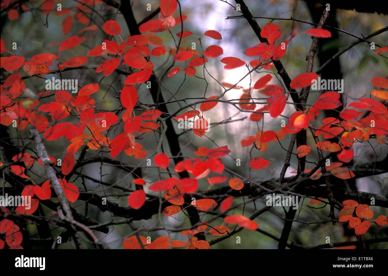 Autumn leaves in red Stock Photo - Alamy