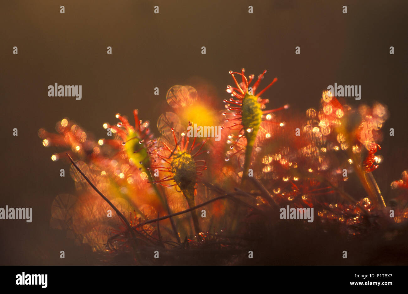 Long leaved sundew hi-res stock photography and images - Alamy
