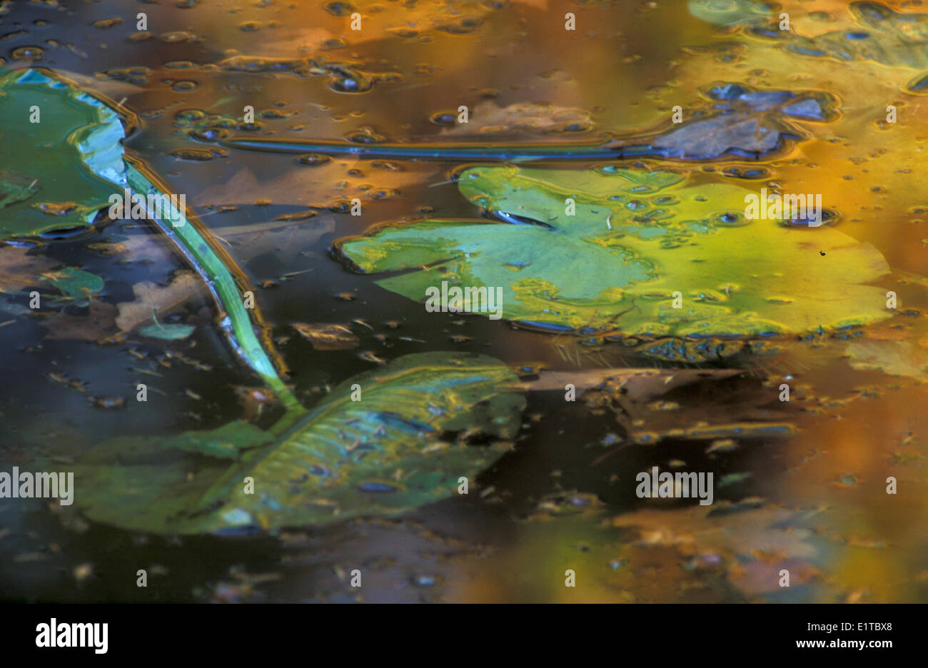 Floating lilly leaves on reflecting water Stock Photo - Alamy