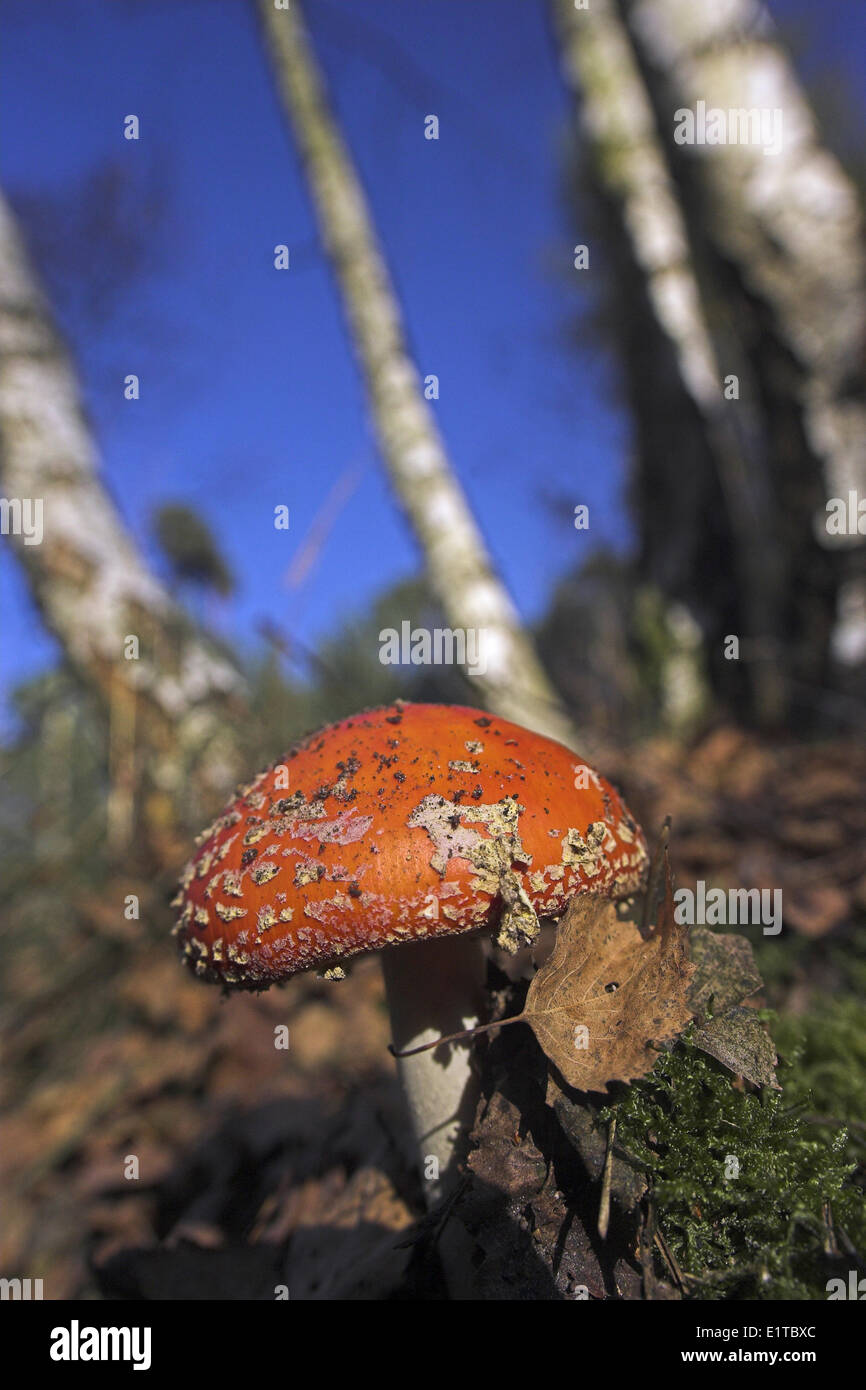 fly amanita and birch trees Stock Photo - Alamy