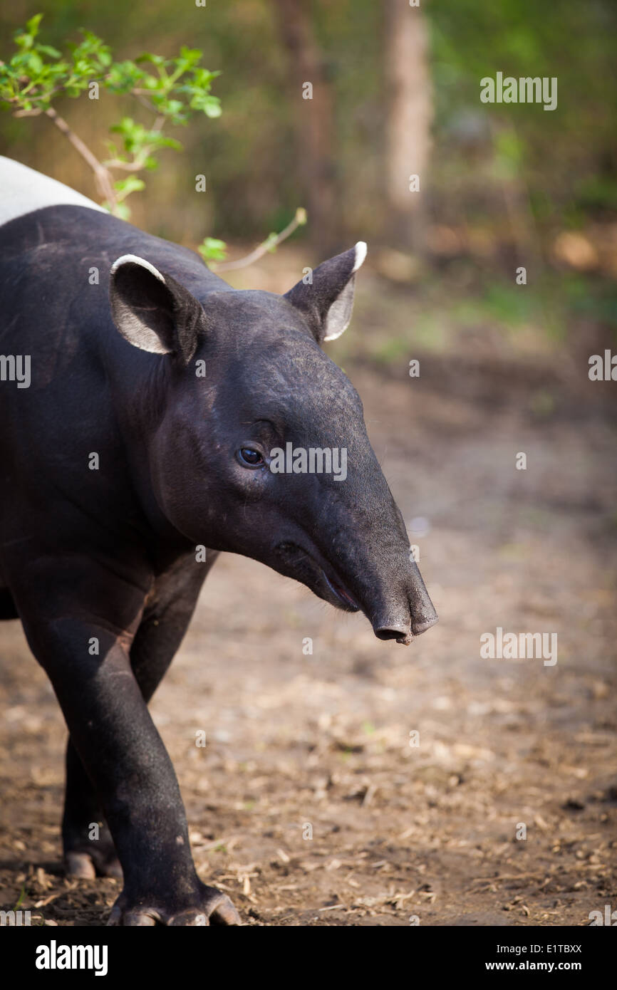 Tapir hi-res stock photography and images - Alamy