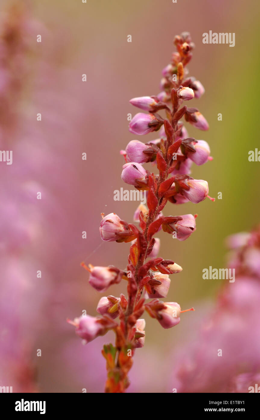 Stalk and pink flowers of Heather Stock Photo - Alamy