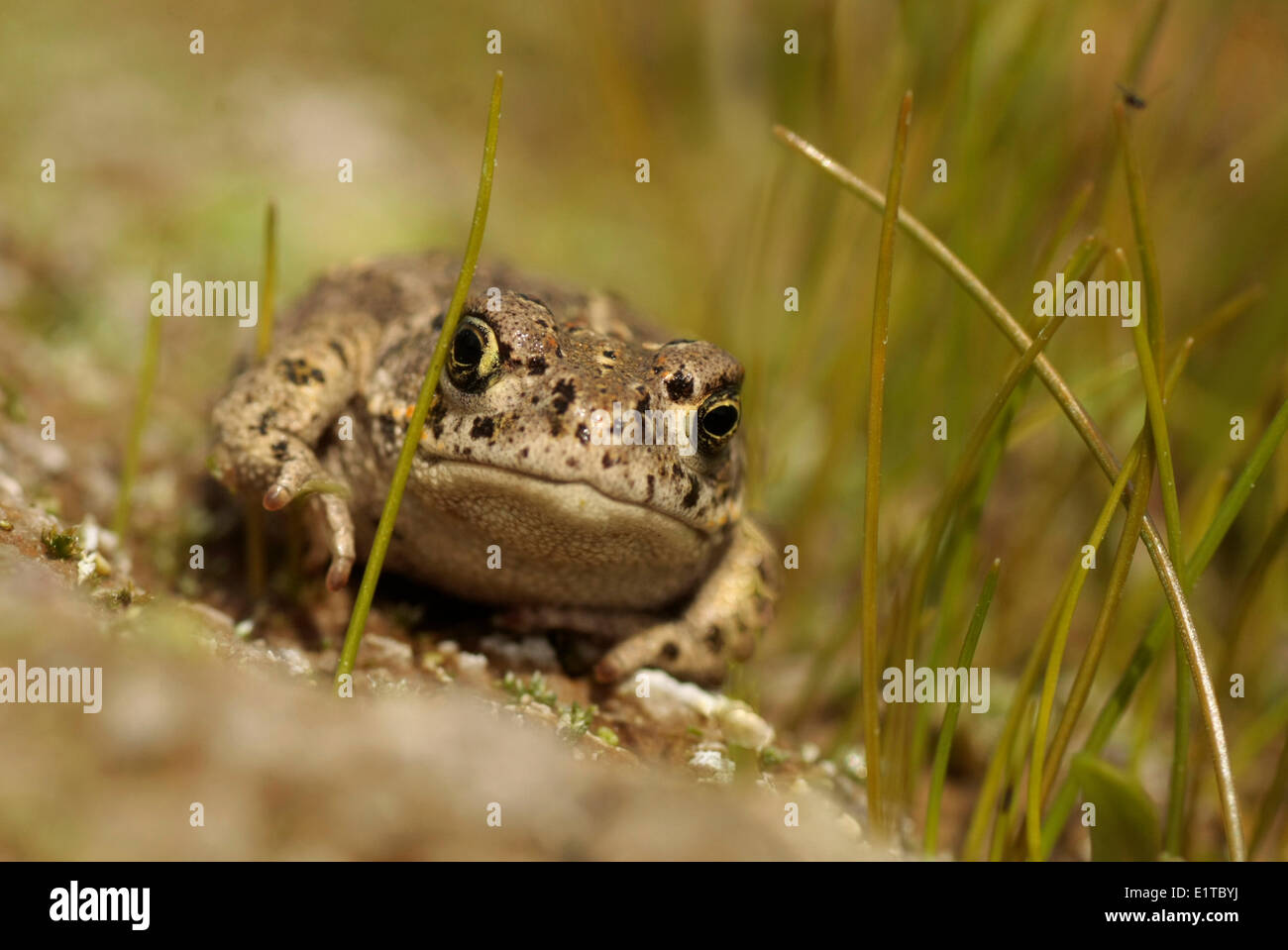 Natterjack toad between spike-rush Stock Photo - Alamy