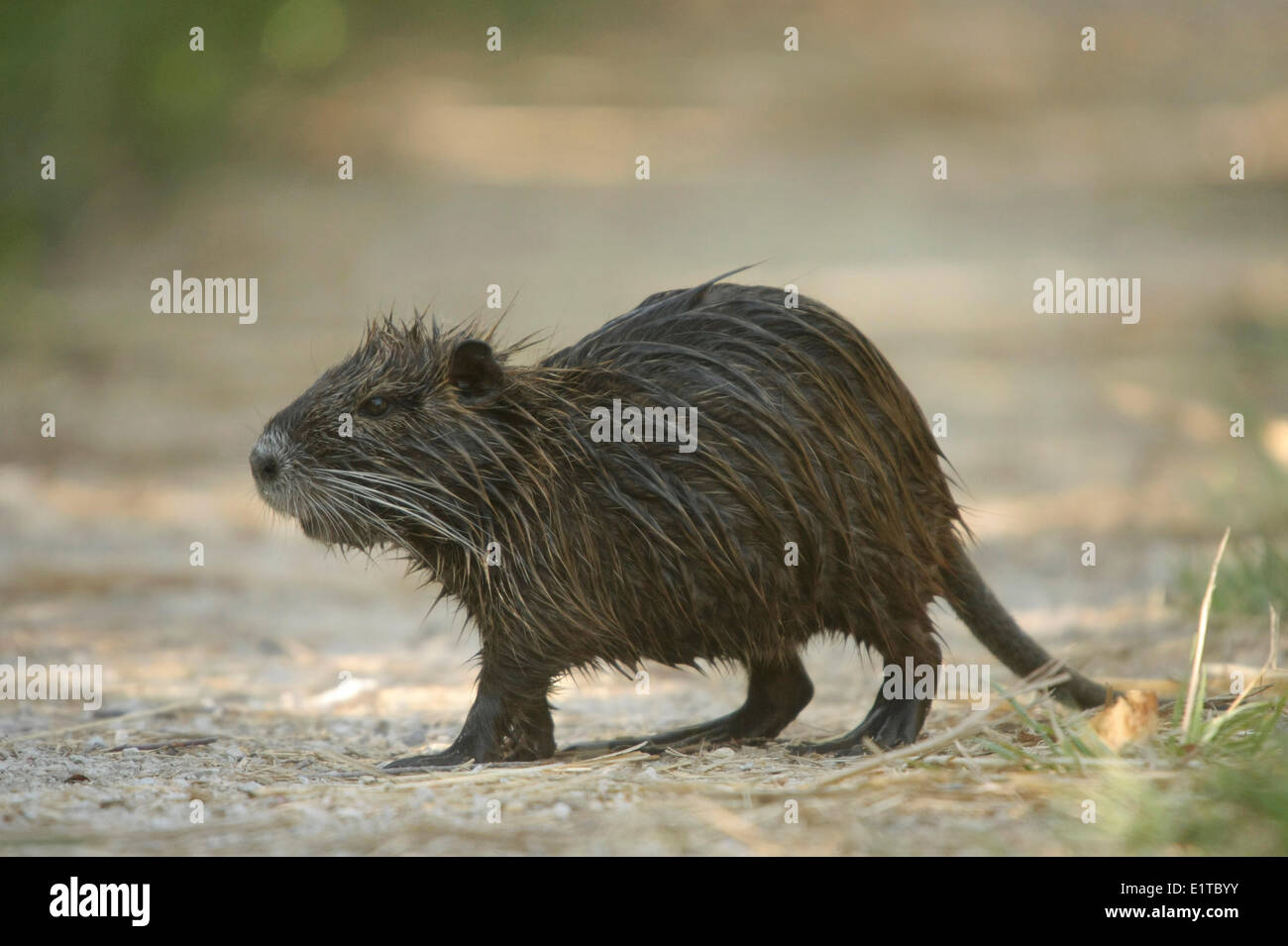 Coypu myocastor coypus introduced species hi-res stock photography and ...
