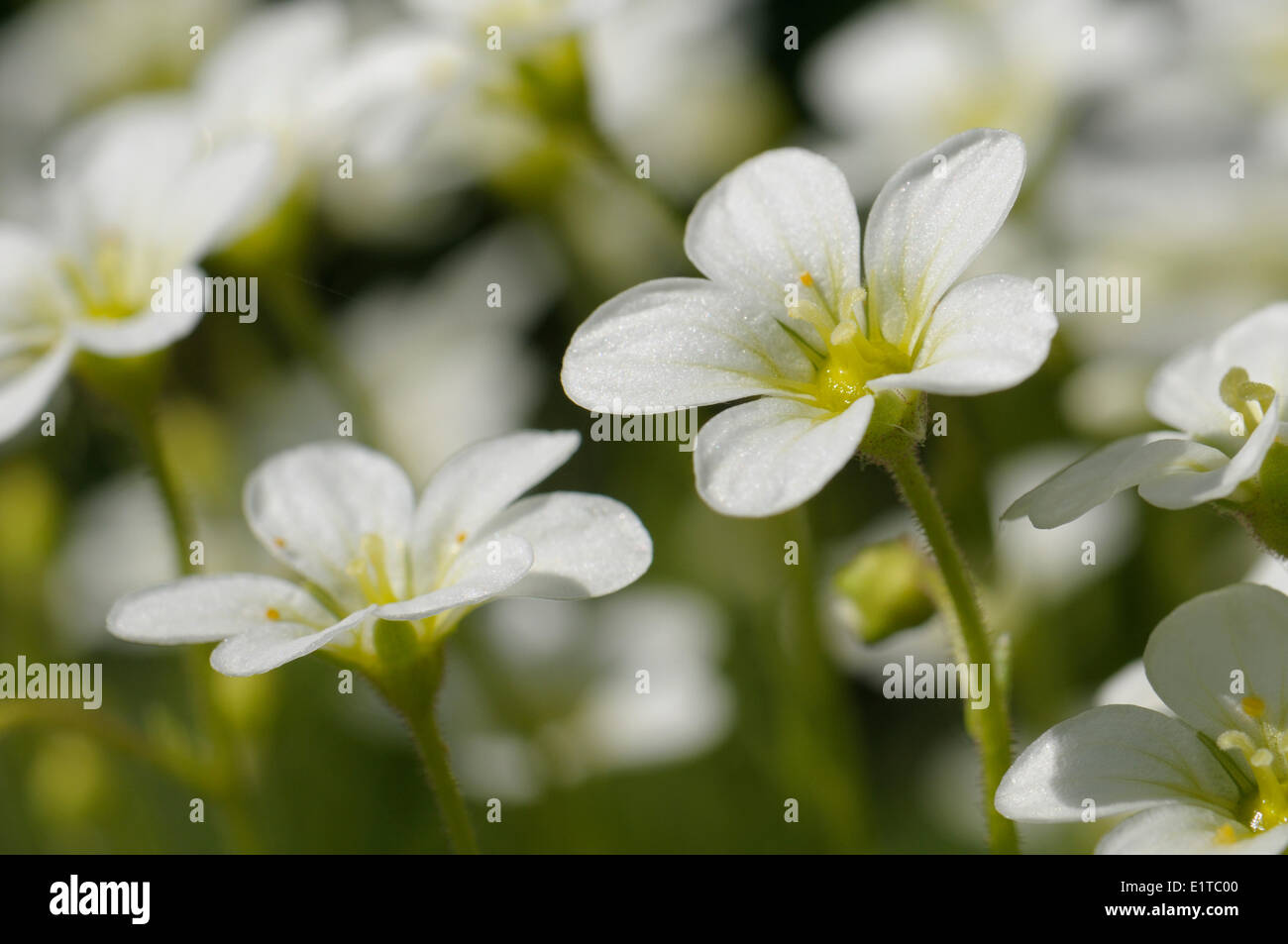Stone breaker hi-res stock photography and images - Alamy