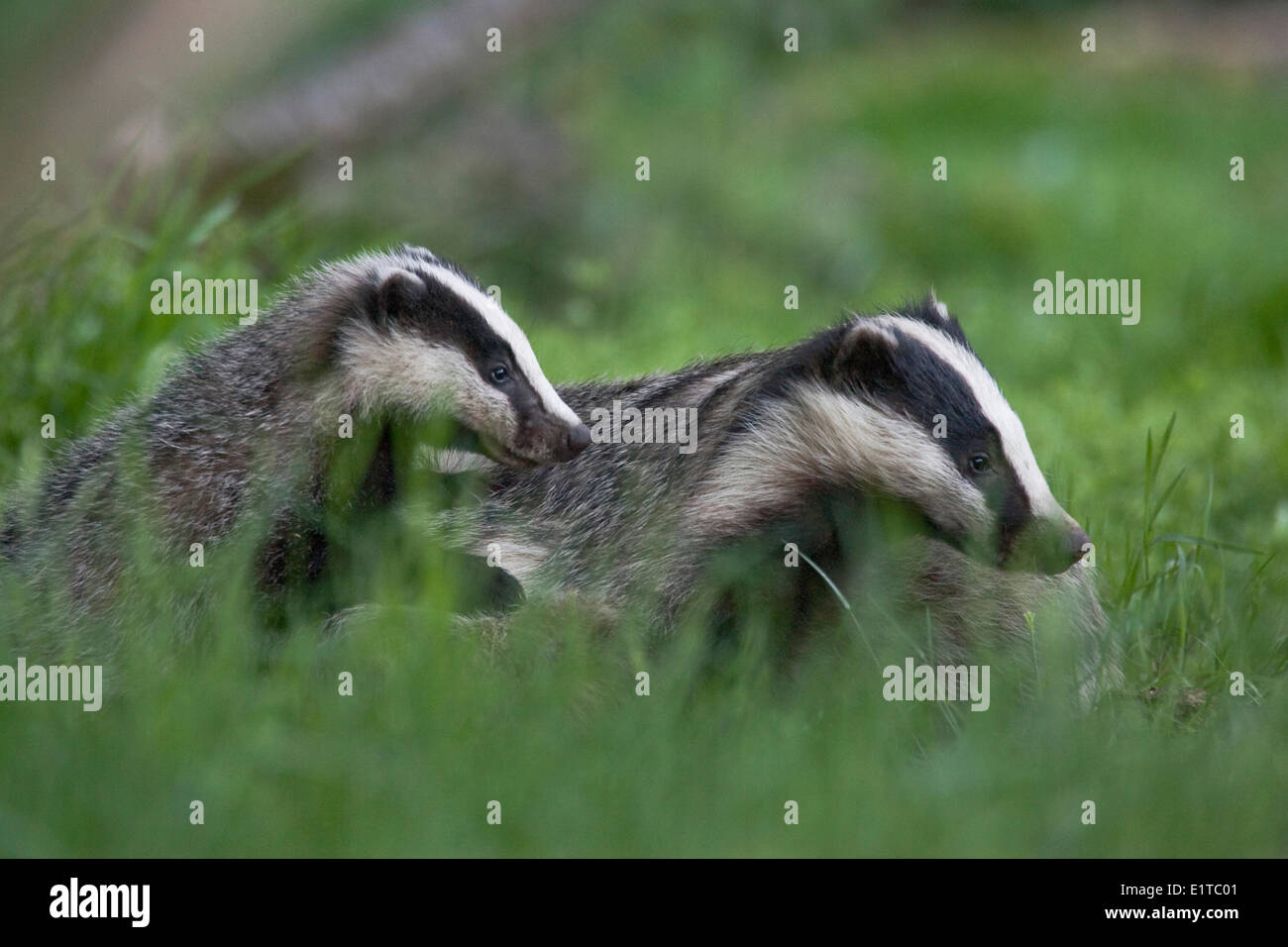 Two badgers cleaning and alert during toilet making nearby burrow Stock ...