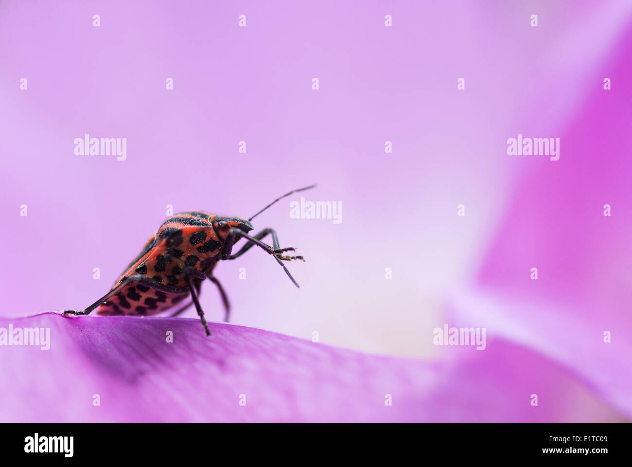 Shieldbug picture hi-res stock photography and images - Alamy