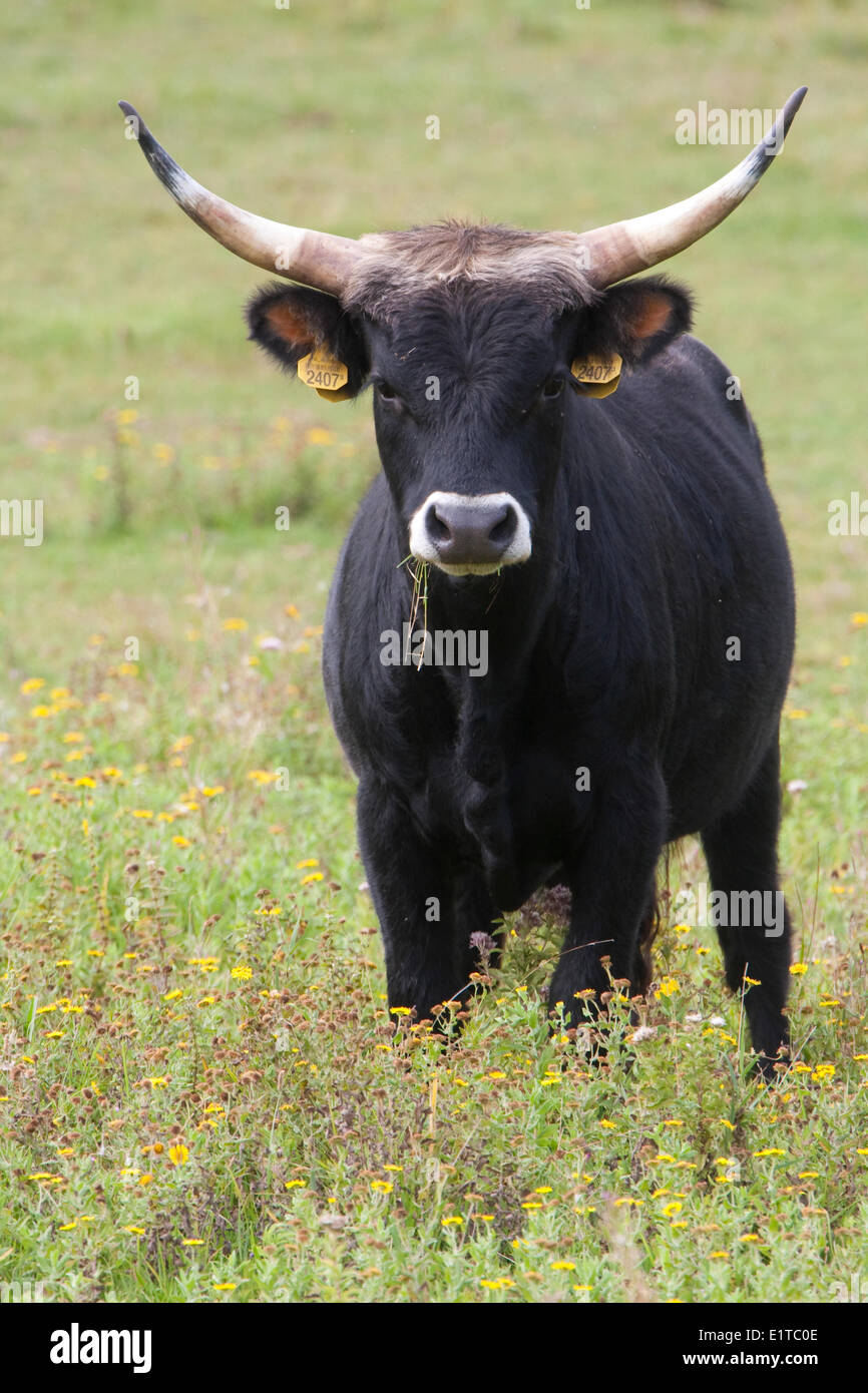 Young Heck cattle bull Stock Photo - Alamy