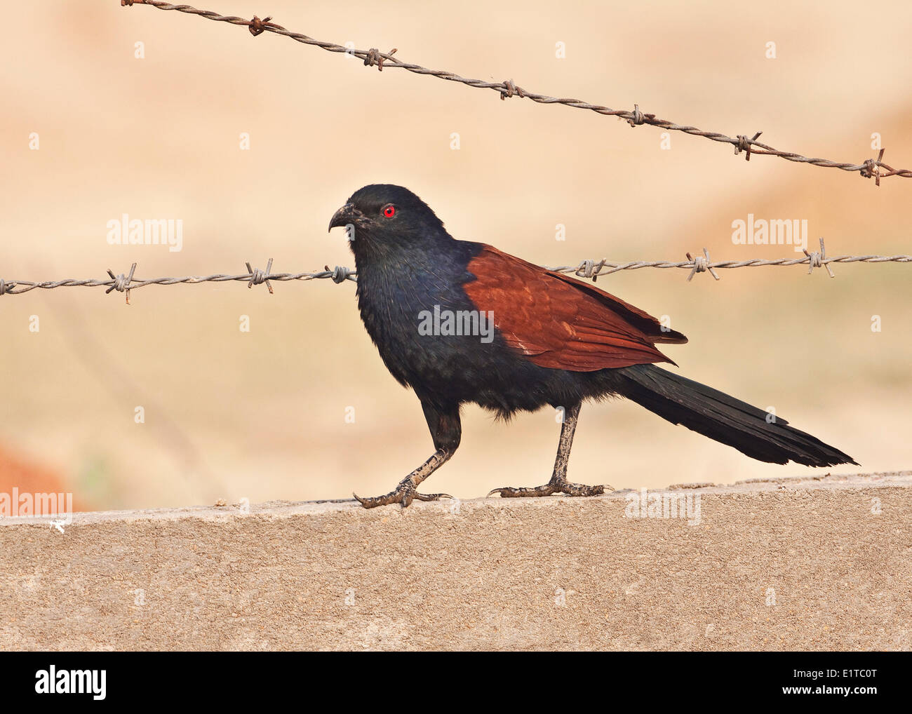 Portrait of Greater Cougal Stock Photo - Alamy