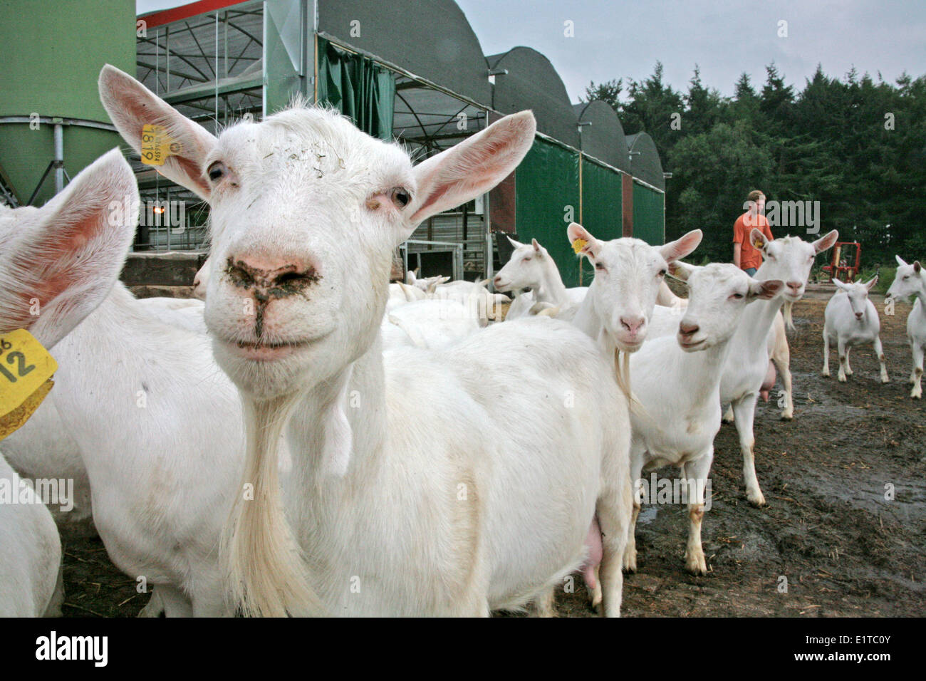 An ecological milk goat farm Stock Photo - Alamy