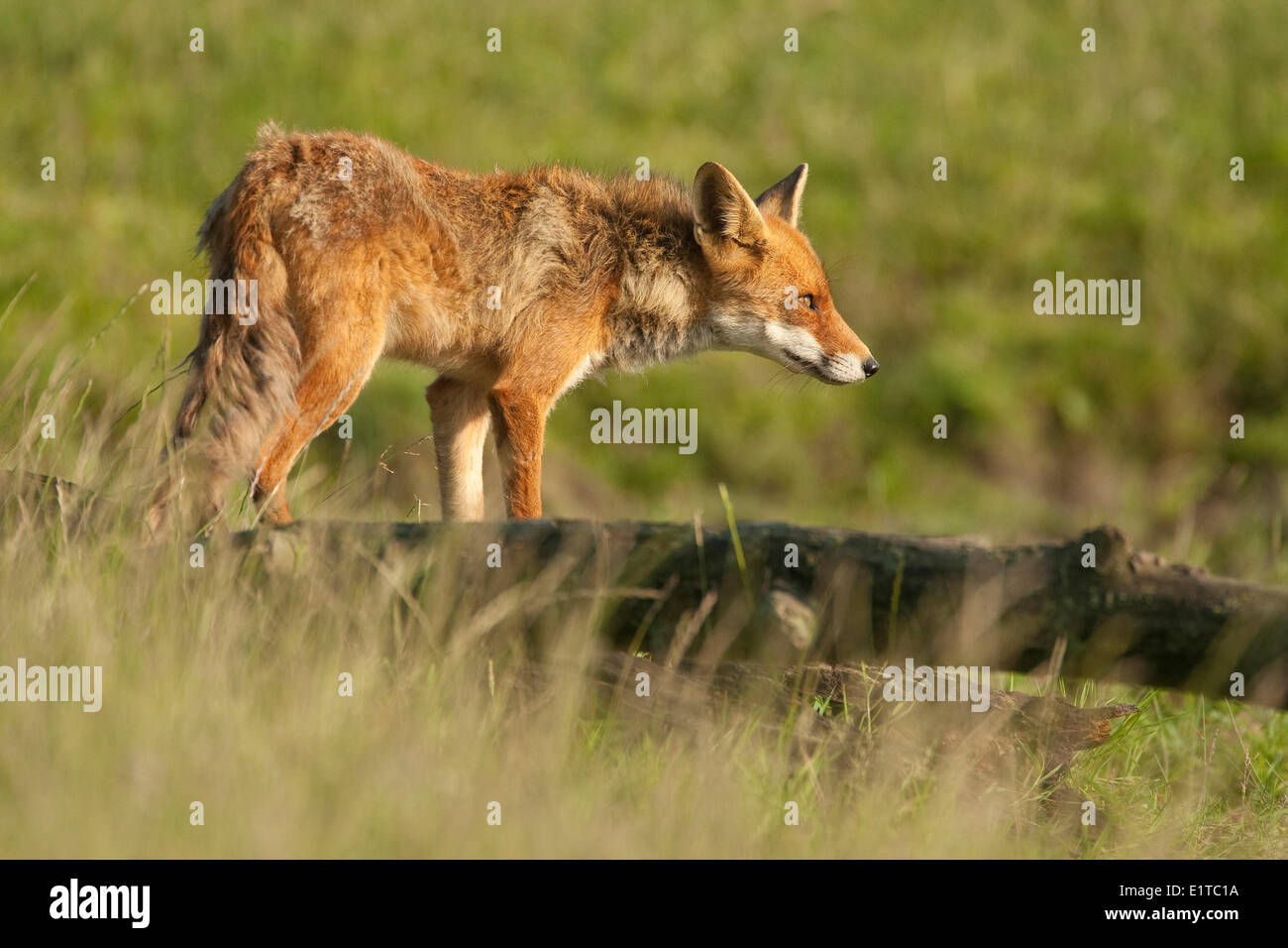 Red fox hunting and marking its territory Stock Photo - Alamy