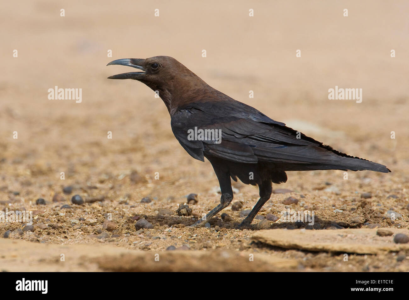 Brown-necked Raven calling Stock Photo - Alamy