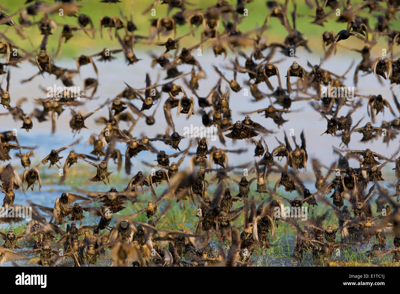 Flying Common Starlings Stock Photo - Alamy